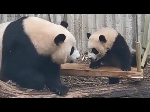 Mama Yali in the Yard with her daughter Ya Song 🐼🐼| Panda HappyLand