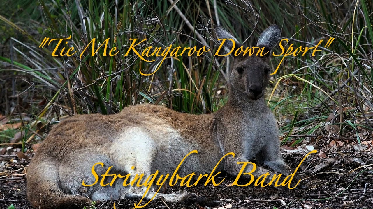 "Tie Me Kangaroo Down Sport" (Stringybark Band) # The Wiggles #Rolf ...