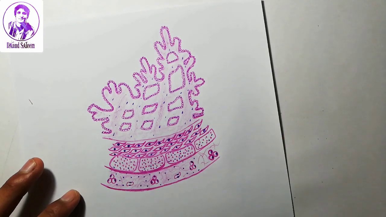 03 How to Draw Seminal Vesicle/Histology/Male Reproductive System/Urdu ...