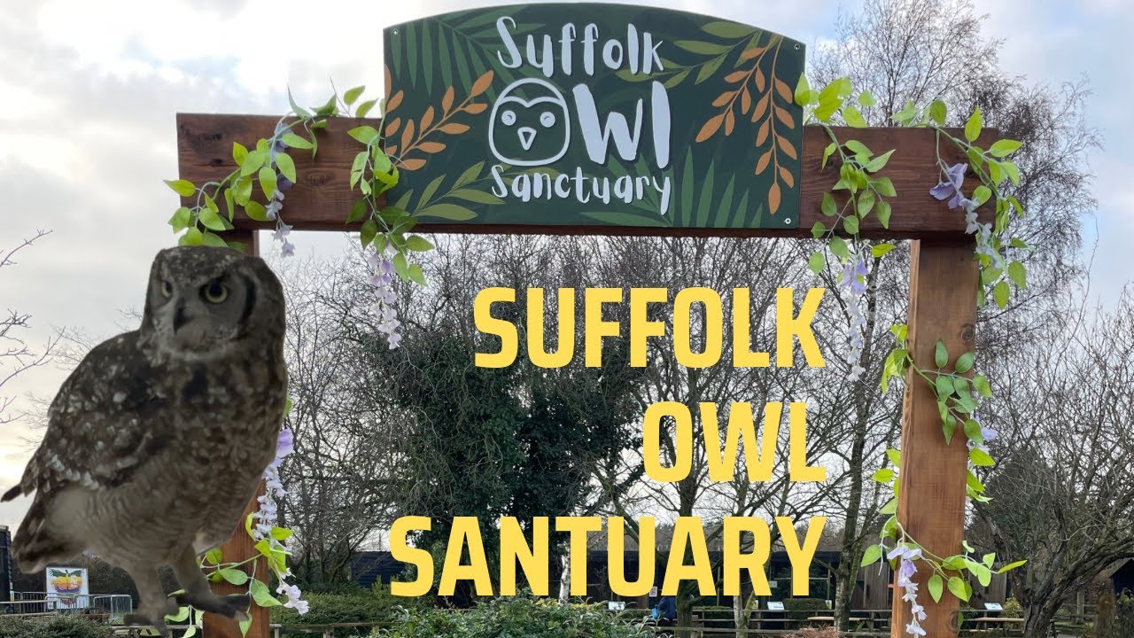 Visiting Suffolk Owl Sanctuary: Everything You Need to See! - YouTube