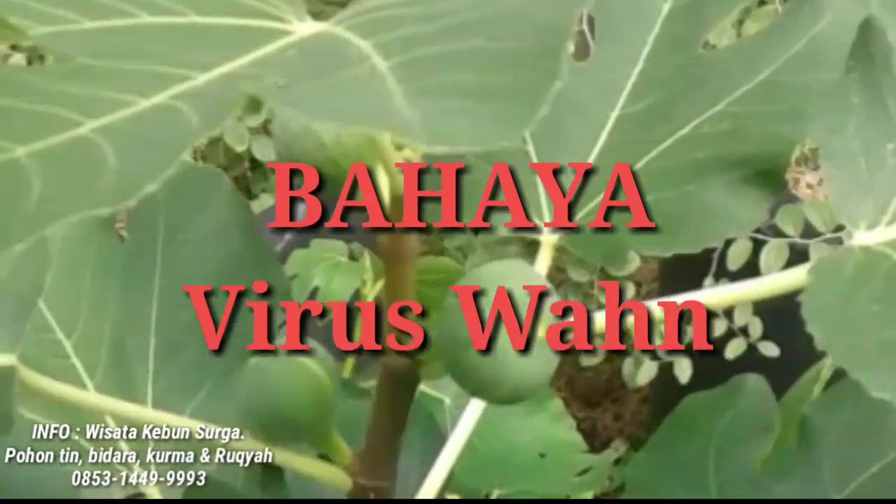 Bahaya virus wahn - YouTube
