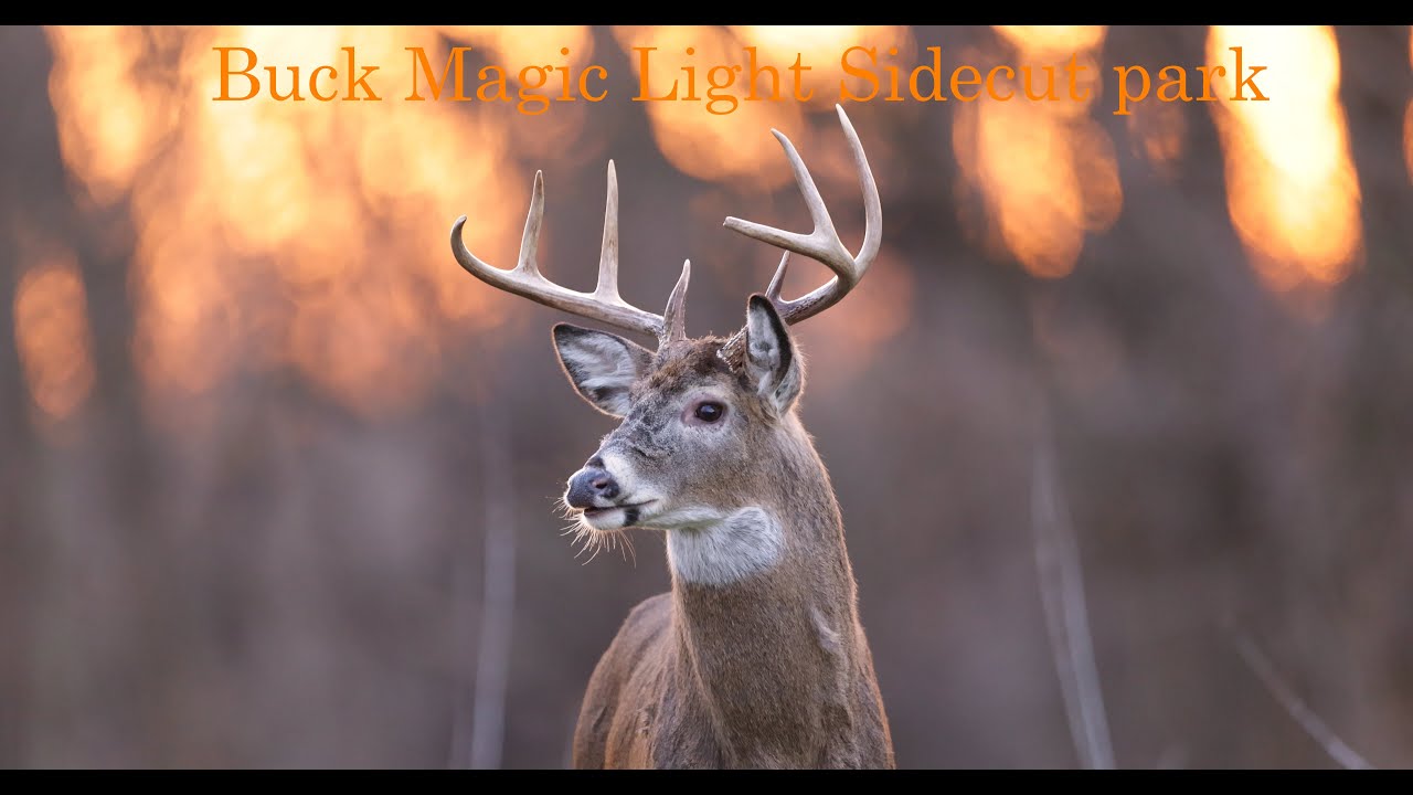 Buck Magic light december sidecut - YouTube