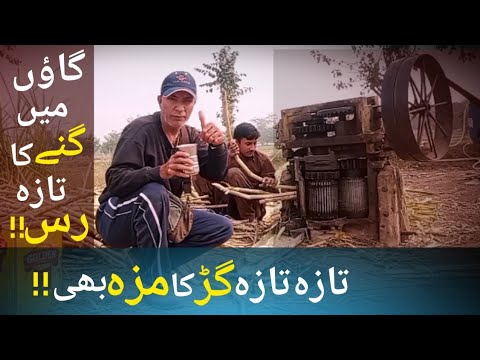 Village main Subha Subha Gannay Ka taza Ras piya | Taza Gurr Ka Maza ...