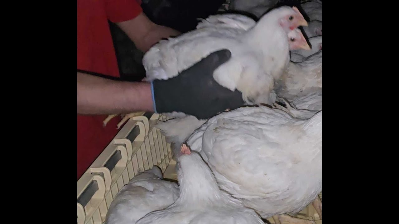 Upright catching of broilers - YouTube