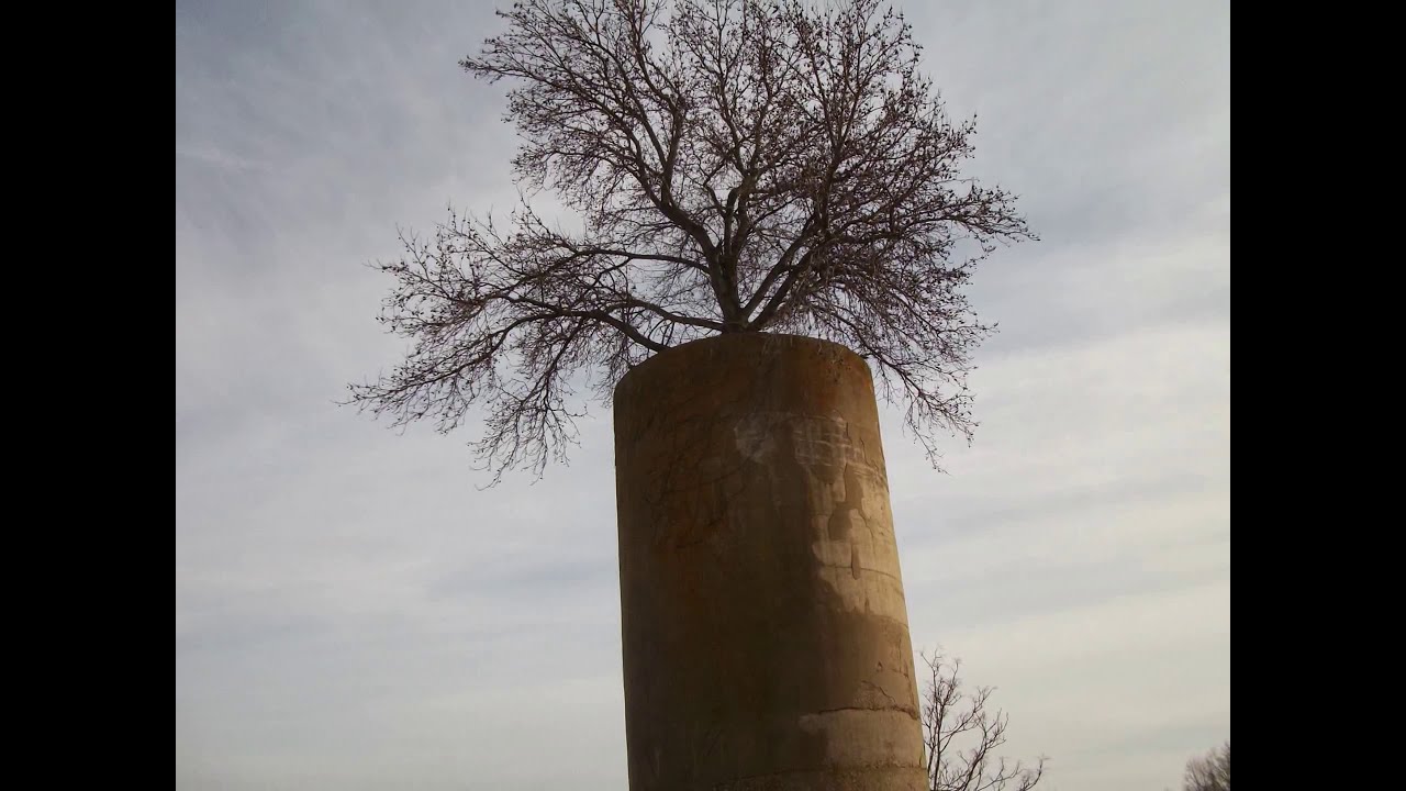 Copy of Old Silo With Tree Growing Out of the Top - YouTube