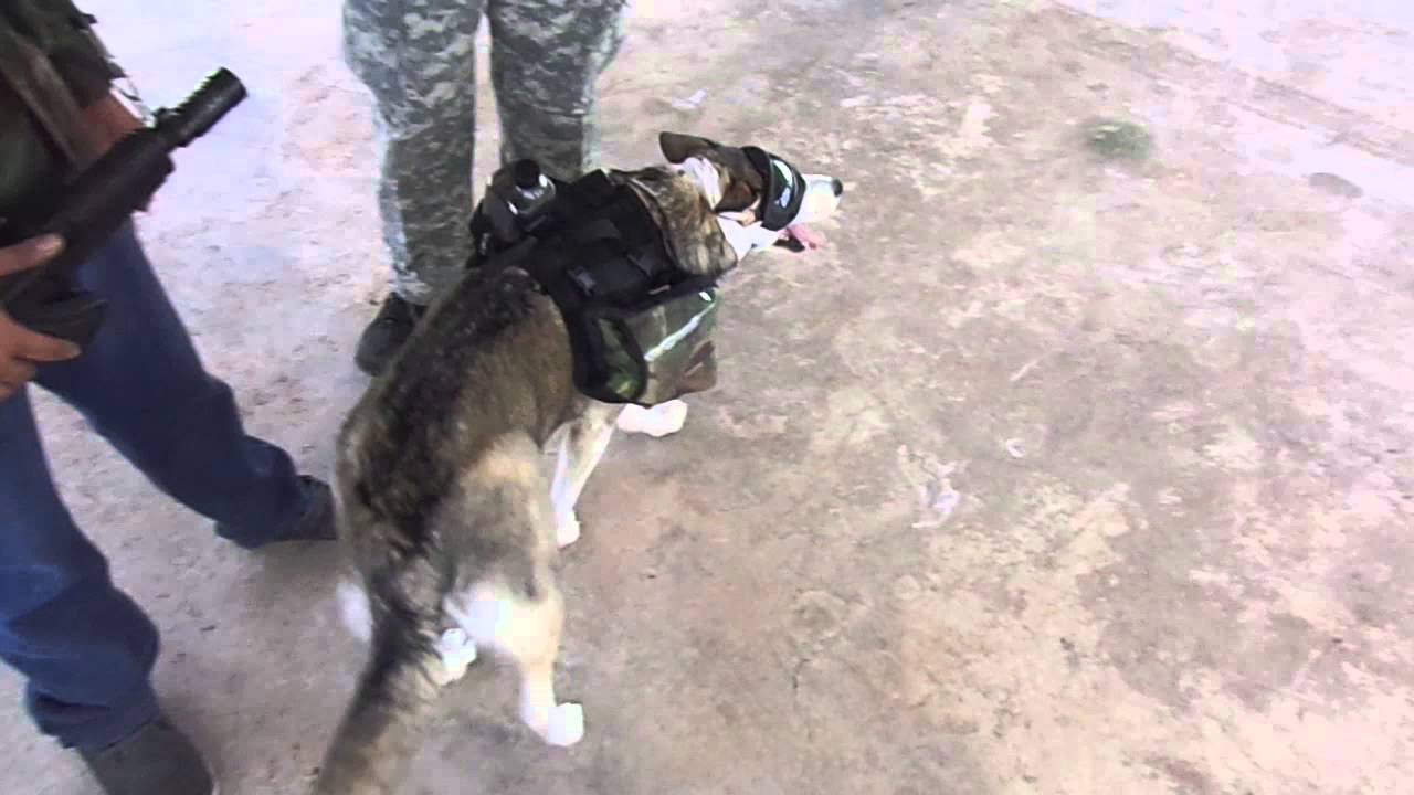 Airsoft Morelia - El perro Tactico - YouTube