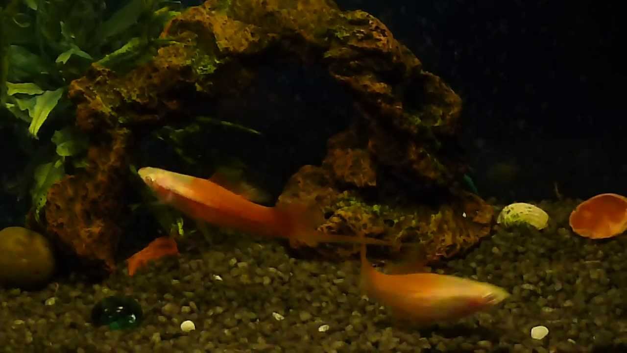 Lemon / Albino Pineapple Swordtails - YouTube