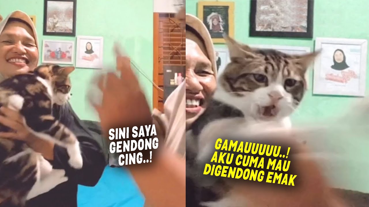 LUCU BANGET.! Saking Sayangnya Sama Emak, Kucing Ini Gamau Digendong ...
