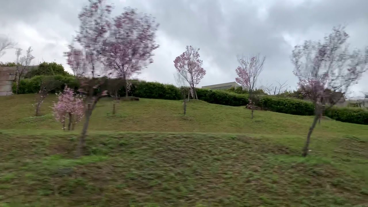 今日も曇りですね、日本最古の狭山池は、昨日の雨で桜散り気味です Sakura of today's oldest artificial ...