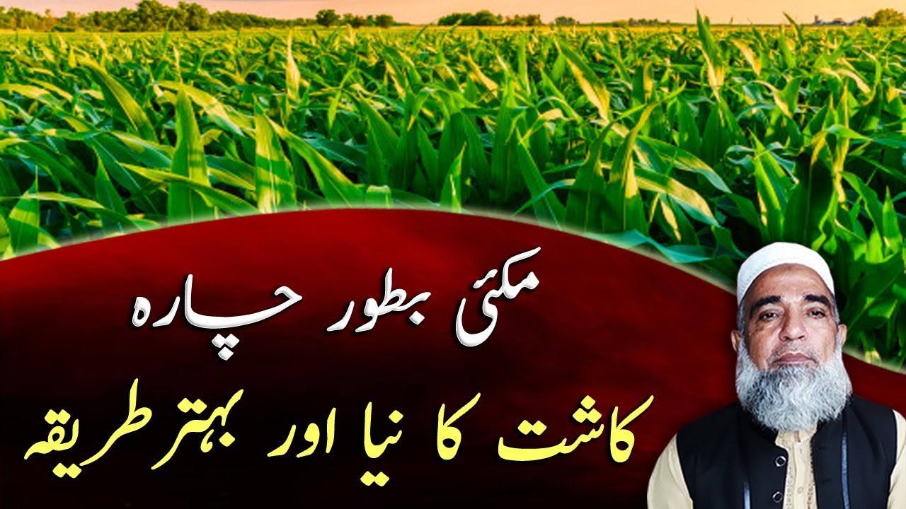 Bed/ridge Planting of Maize Fodder crop || Crop Reformer - YouTube