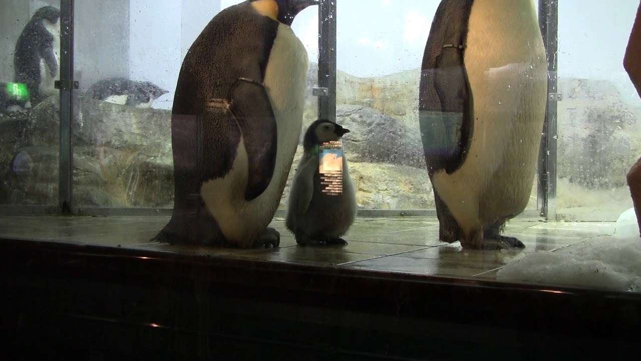 #2-8 Nov 2018 Emperor penguin at Adventure world, Japan - YouTube