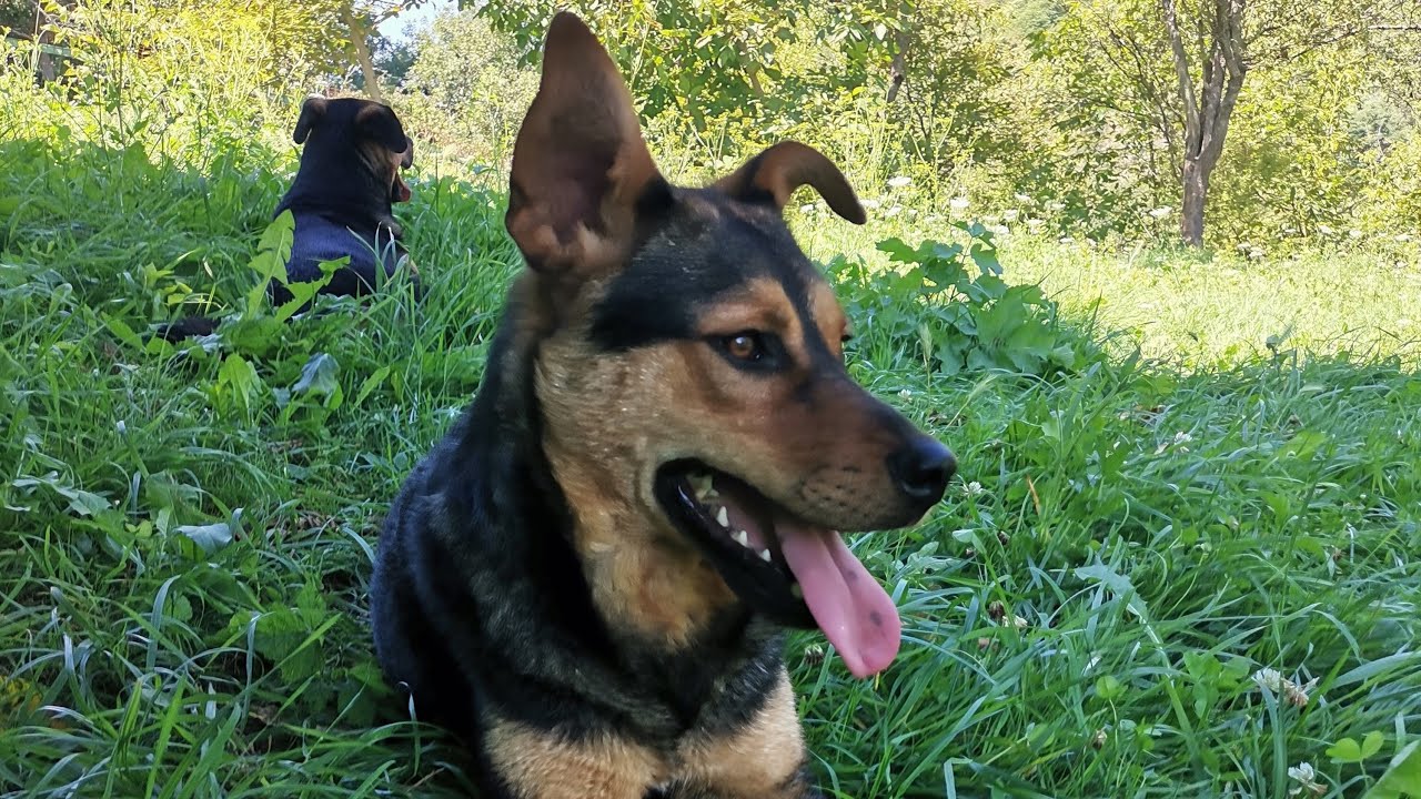 Demi I Adoption of Dogs from Bosnia - YouTube