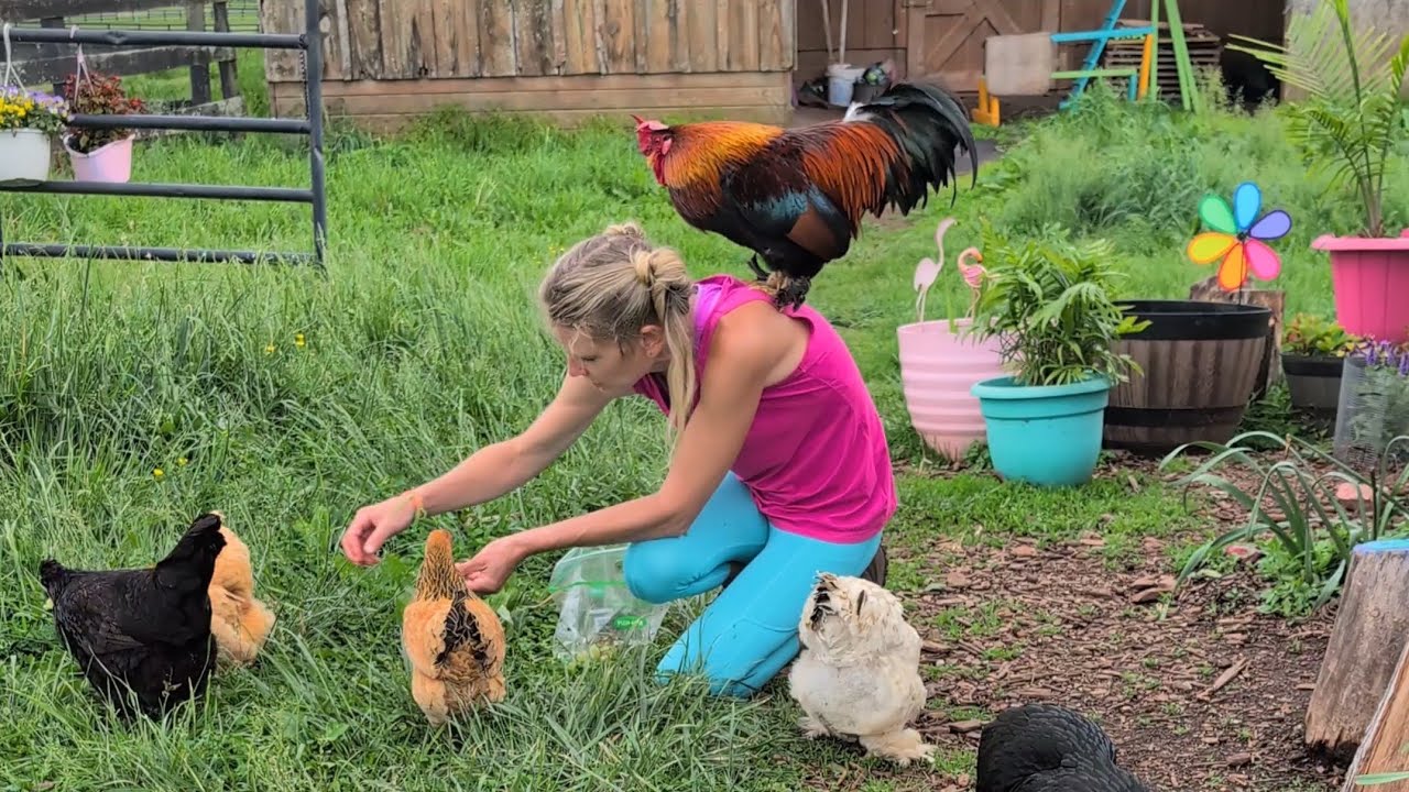 Spike the rooster oversees treat distribution to the hens - YouTube