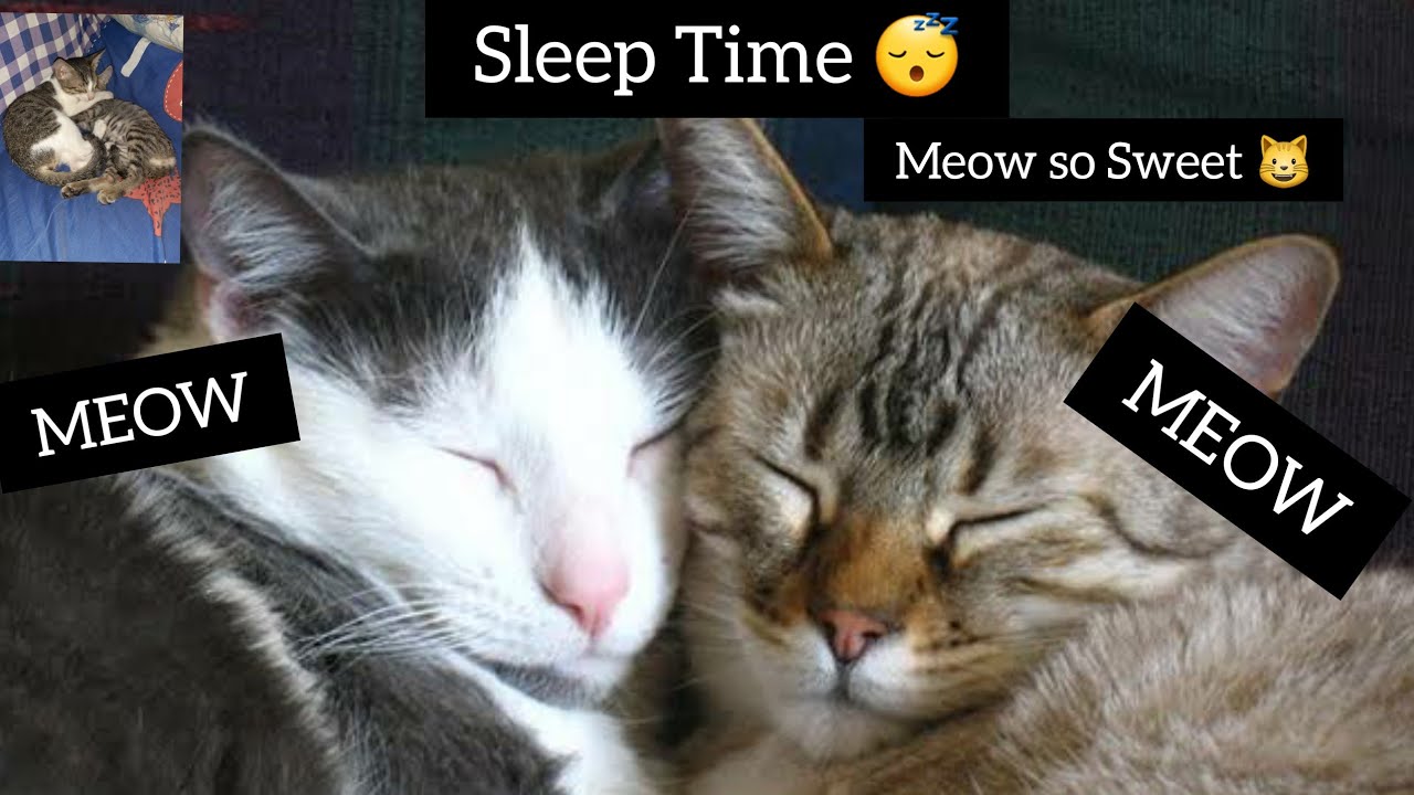 MEOW CAT SLEEP TIME | Bells TV - YouTube