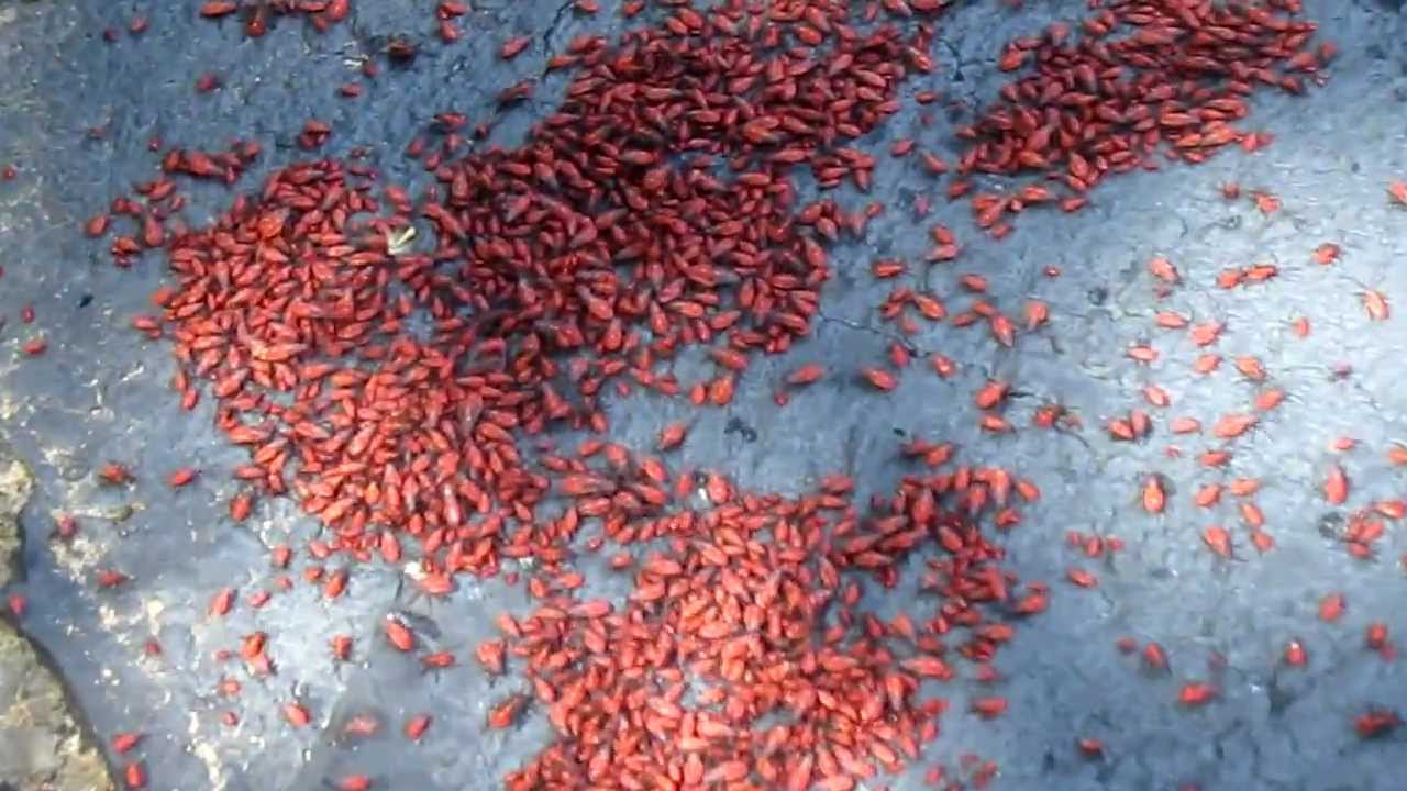 Boxelder Bugs, Atlanta, Georgia, United States, North America - YouTube