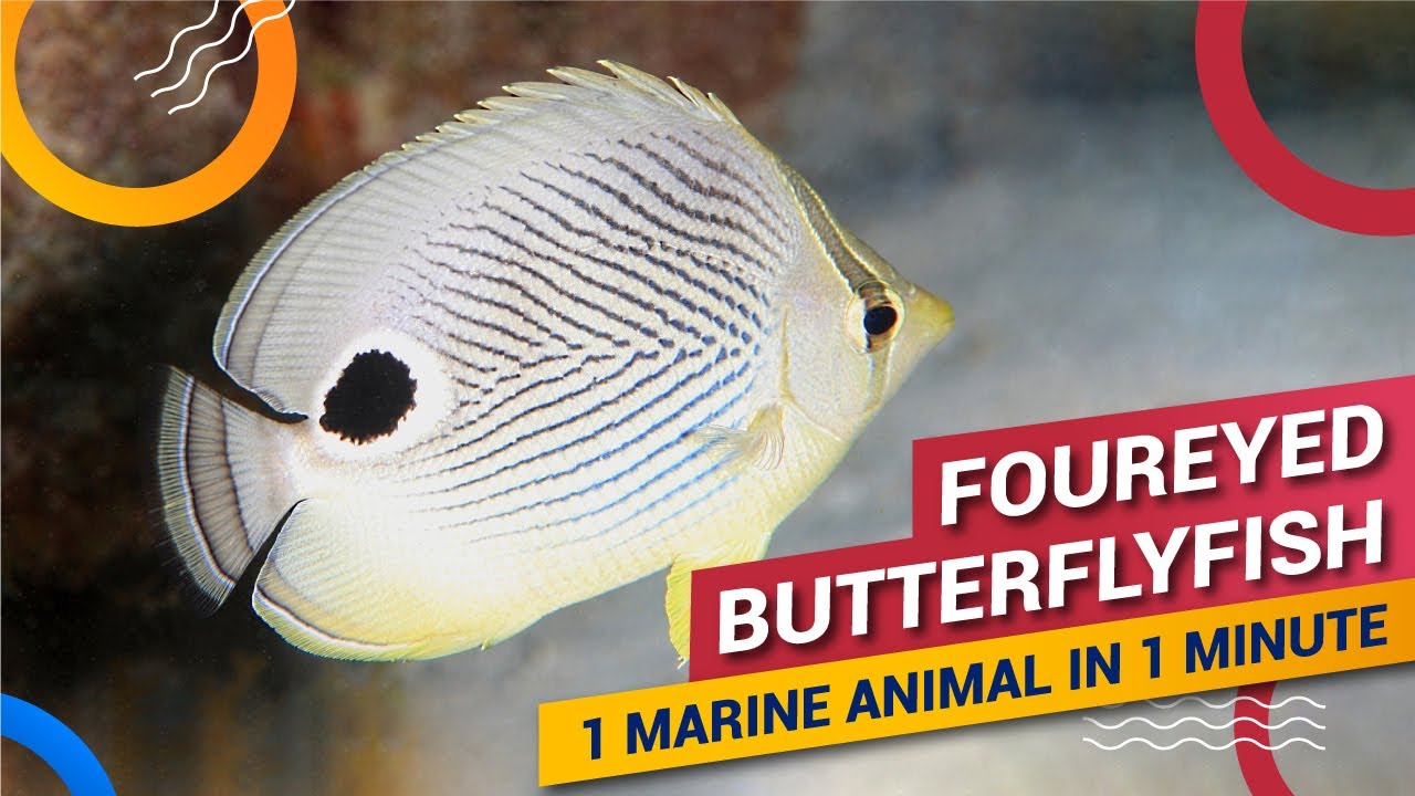 Best Butterfly Fish