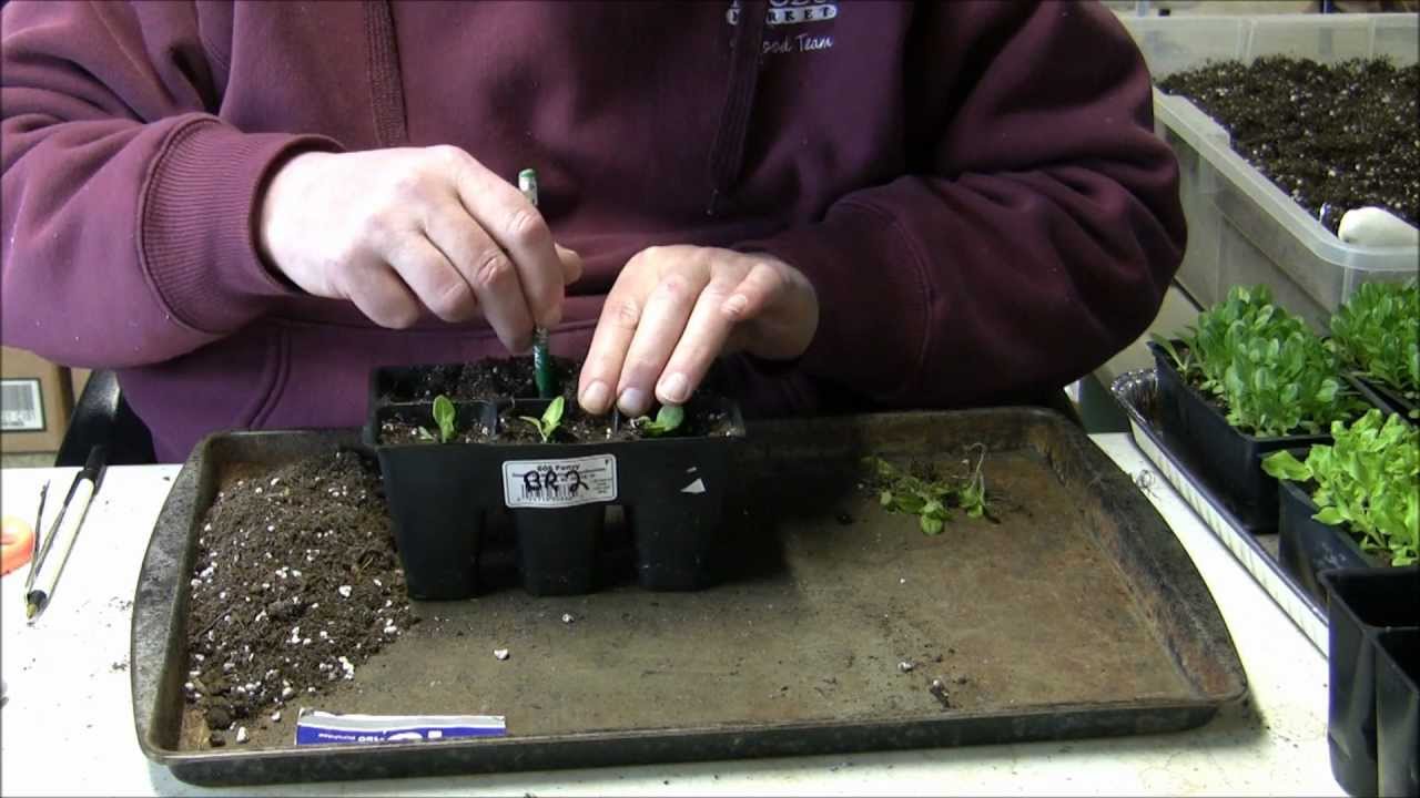 Growing Lettuce Plants - Thinning and Replanting - YouTube