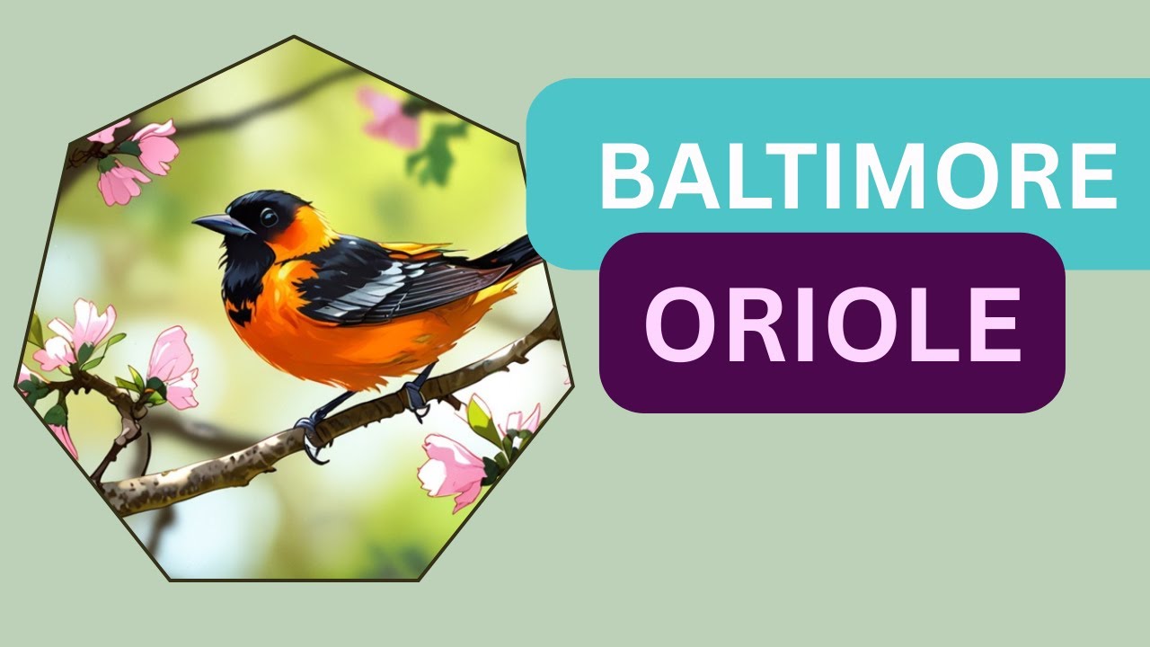 "BALTIMORE ORIOLE" Nursery rhymes,song,Animal Song, kids song ...