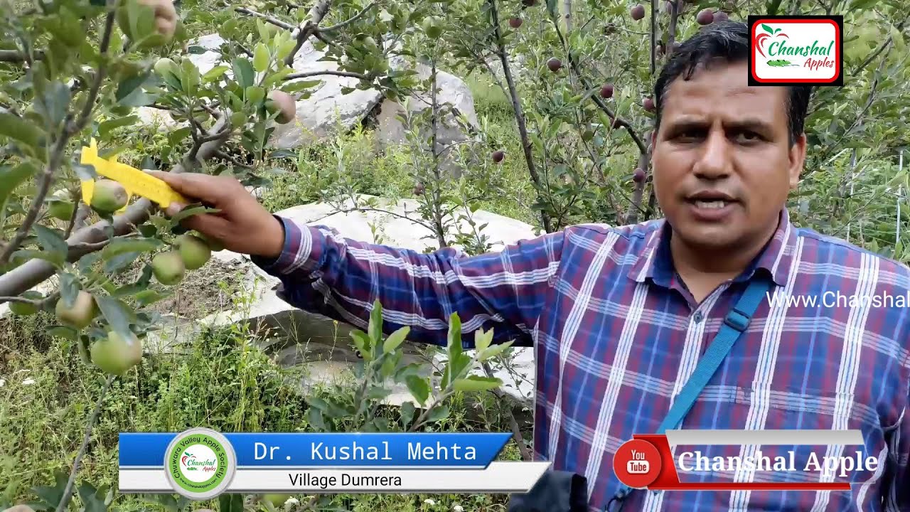 Rootstock Mm111 Apple Size | June Month | 8500 Hight pr Dumrera | - YouTube