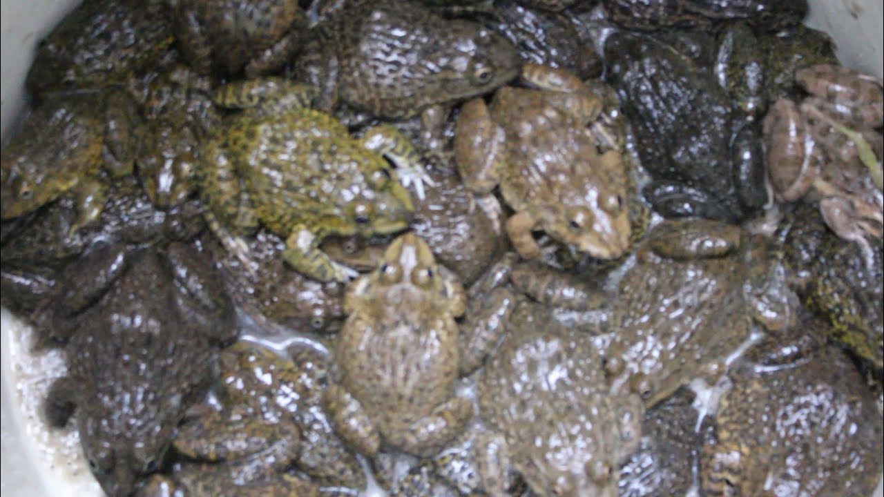 "OMG"! talamak na bentahan ng palaka! scary bullfrogs! - YouTube