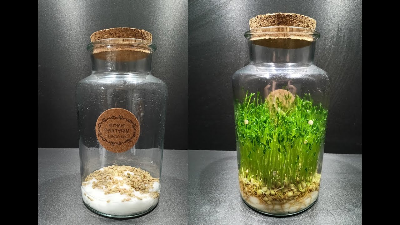 How to growing the lentils in the bottle water / cotton - YouTube