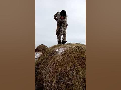 тюк сена - YouTube