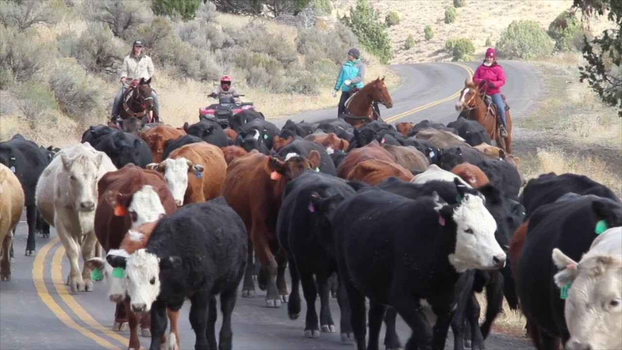 World meat trade declines - YouTube