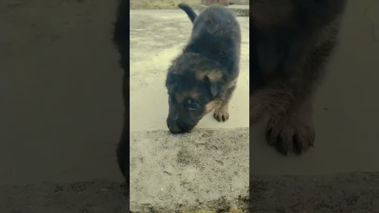 puppy||German shepherd puppy #dog #pilla #puppy #germanshepherd # ...