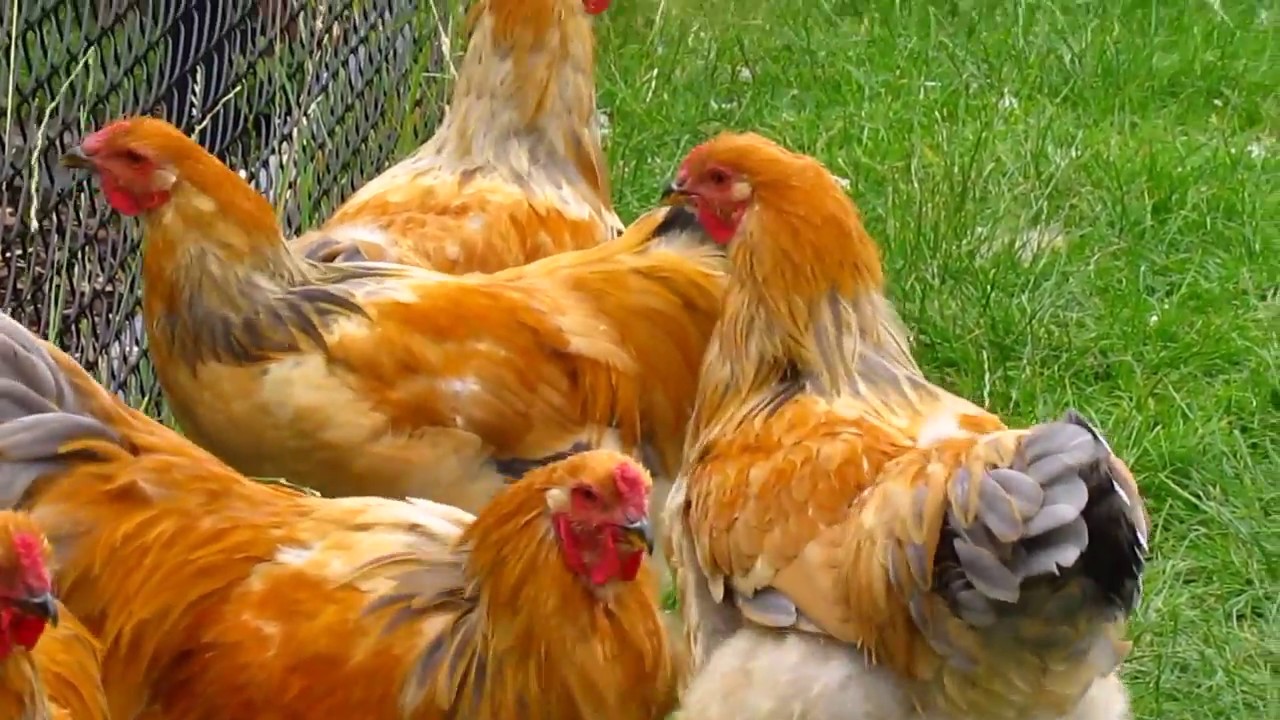 Sunday walk for the buff roosters - 4 months old - YouTube