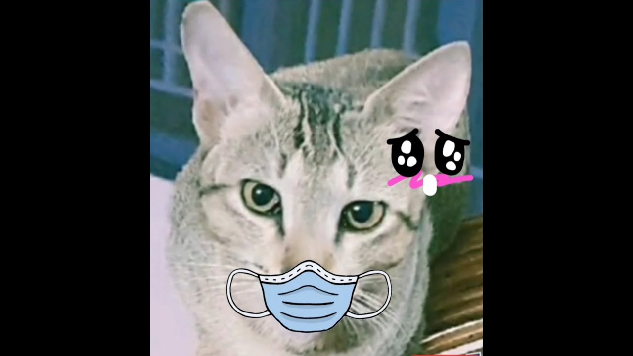 Cat Wear A Mask To Prevent Viruses - Funny Cats Video - YouTube