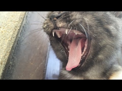 Cat mouth,😲 very big cat mouth 😂😂 Animal Life M - YouTube