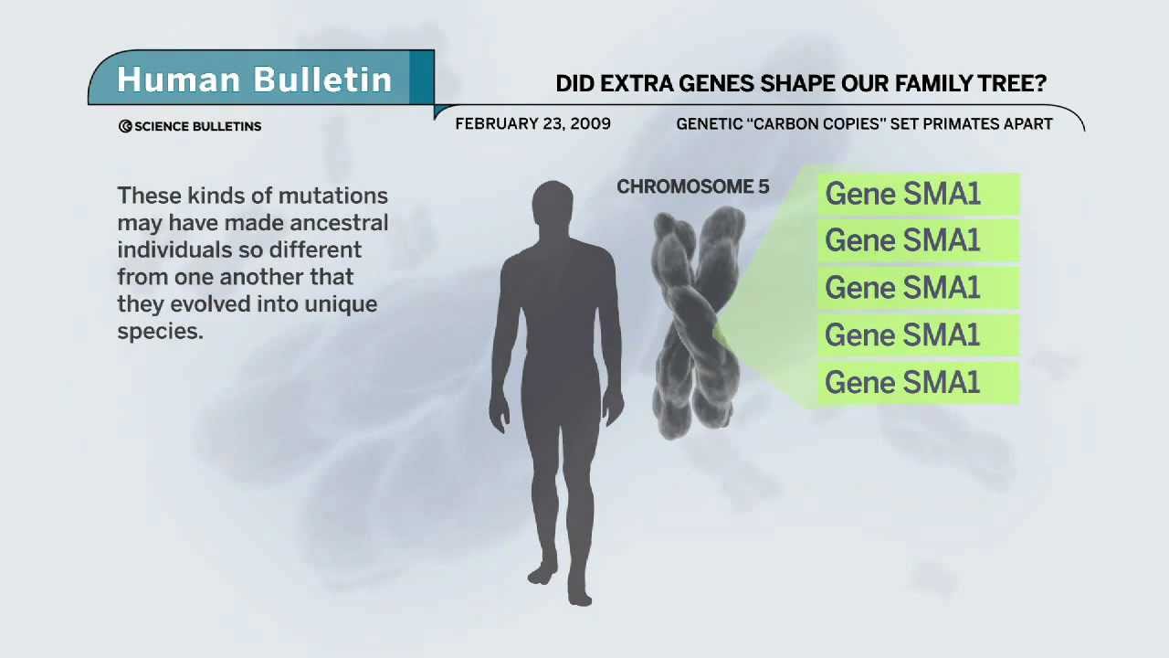 Science Bulletins: Did Extra Genes Shape Our Family Tree? - YouTube