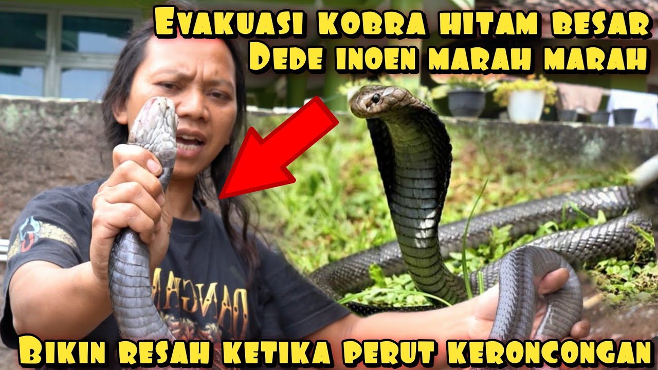 DEDE INOEN MARAH EVAKUASI COBRA BESAR BIKIN RESAH - YouTube