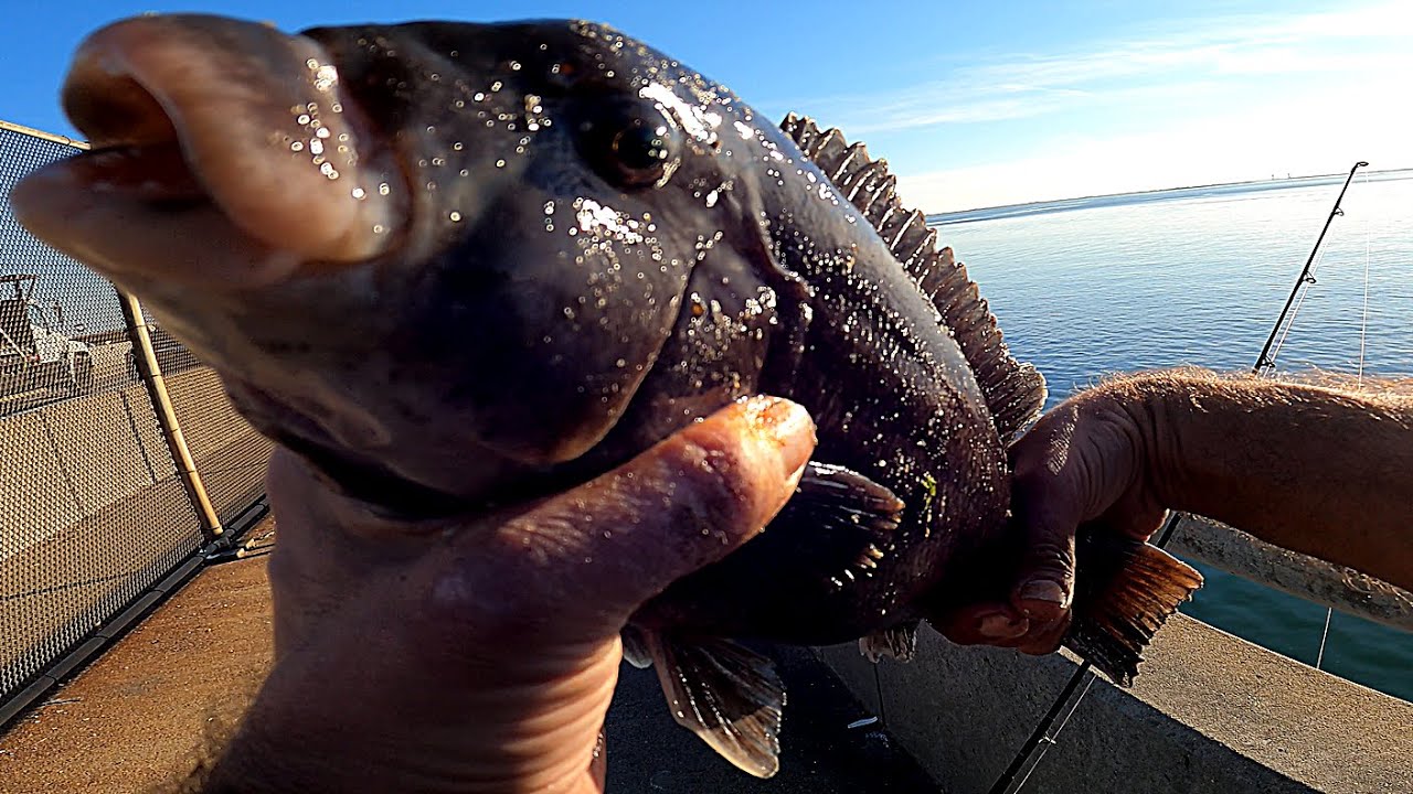 Tautog / Tog Fishing - Big Bridge Blackfish - Togging with 2 Rods & 2 ...