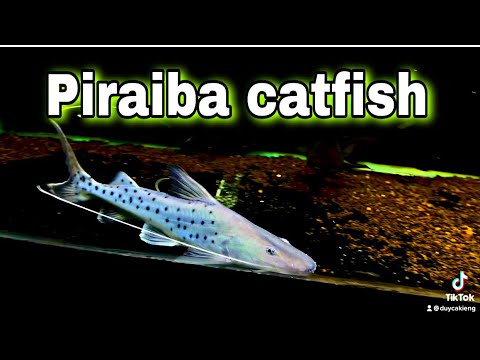 Piraiba Catfish - cá trê piraiba dòng săn mồi khổng lồ hoang dã - YouTube