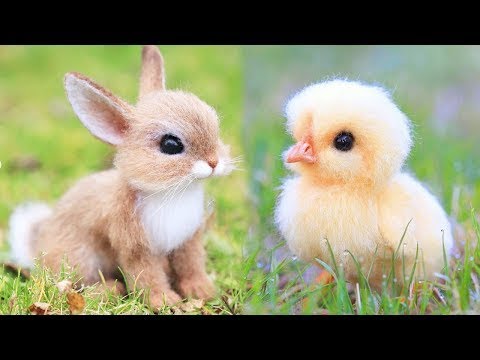 Çok sevimli! Sevimli yavru hayvanlar Videolar Derleme Hayvanların en şirin anları