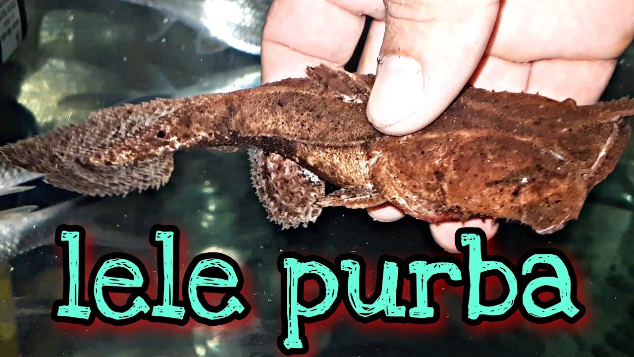 ikan langka||chaca bankanensis||ikan caka caka||frogmouth catfish - YouTube