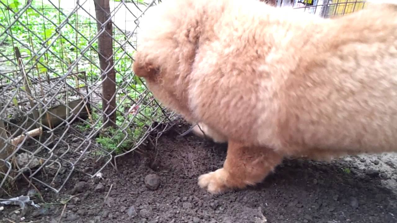 Melody the digging fat chow chow - YouTube