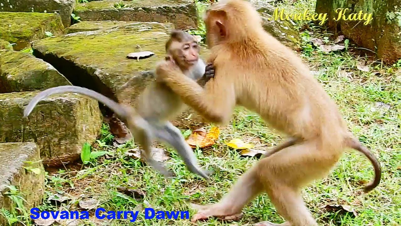 Sovana monkey and Liza monkey, they are so friendly with all orphan monkeys in Sovana Team - YouTube
