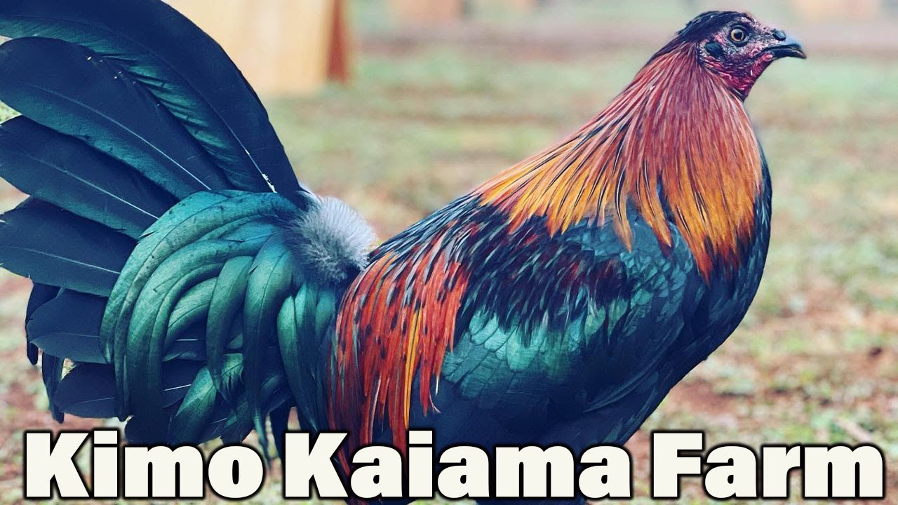 Beautiful Farm Kimo Kaiama - YouTube