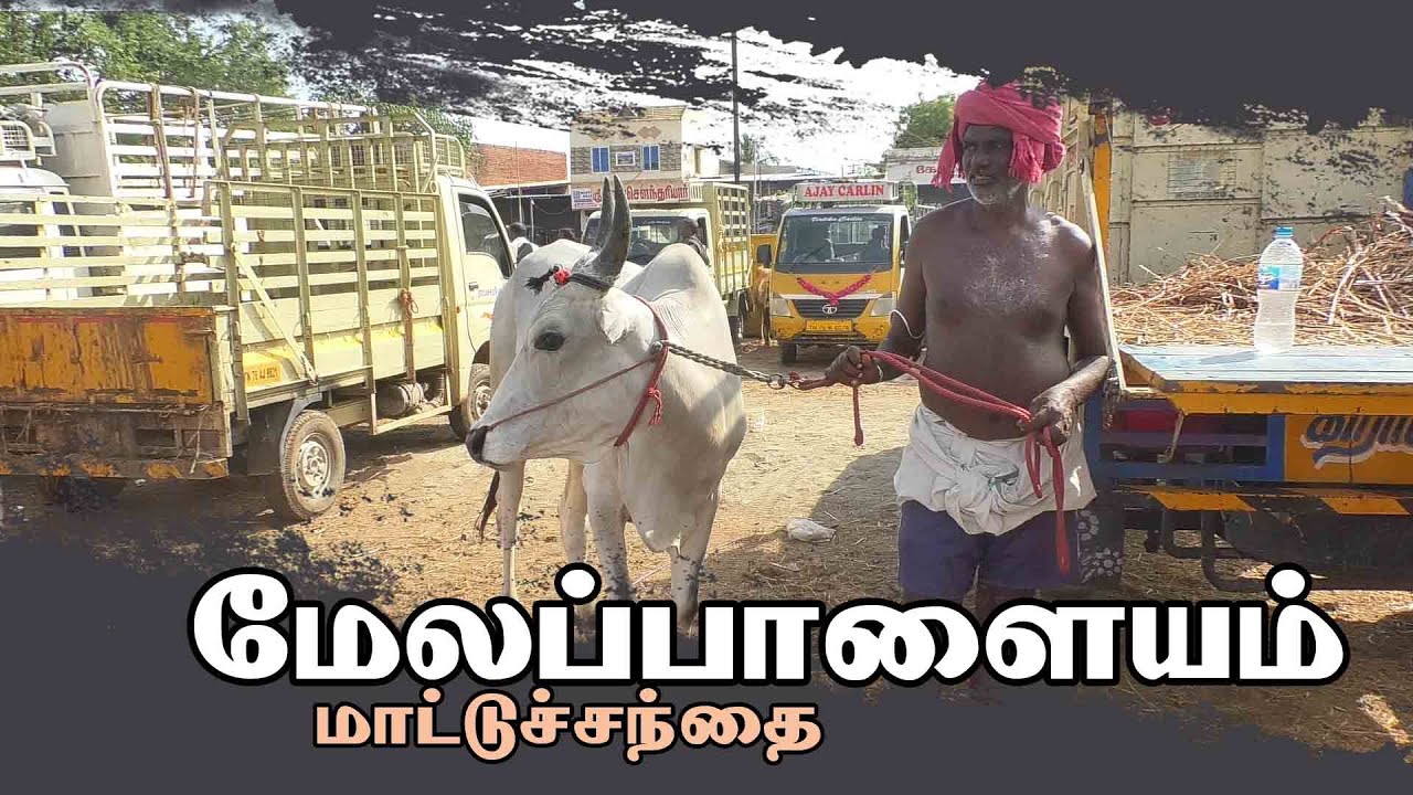 Melapalayam santhai | மேலப்பாளையம் மாட்டு சந்தை - YouTube