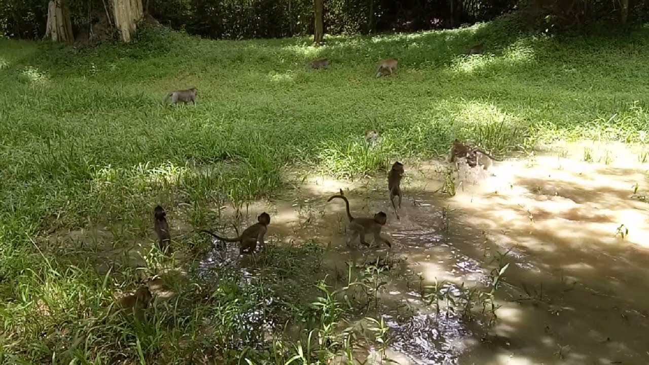 Be Careful Your Baby To Drown In The Water ST648 Mono Monkey - YouTube