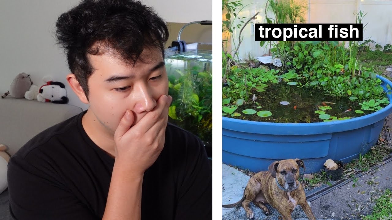 this DIY Tub Pond will leave you SPEECHLESS | Fish Tank Review 284 ...