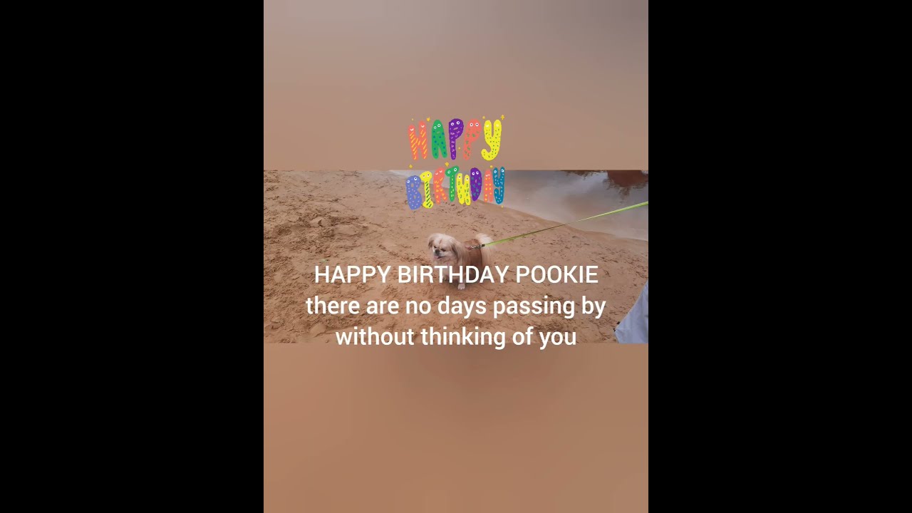 Happy Birthday Pookie, who is now happily playing in the rainbow bridge ...