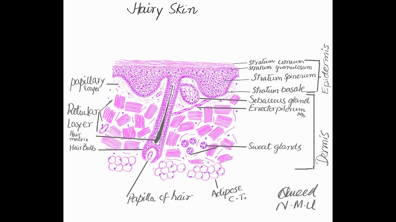 Skin Histology Diagram