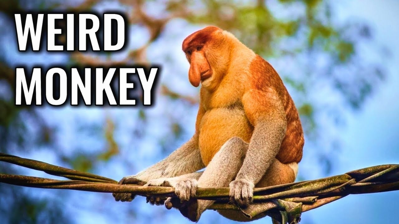 Why This Monkey's Bizarre Nose is a Secret Weapon - YouTube