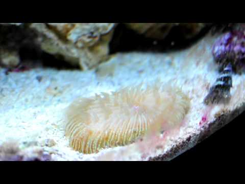 Fungia