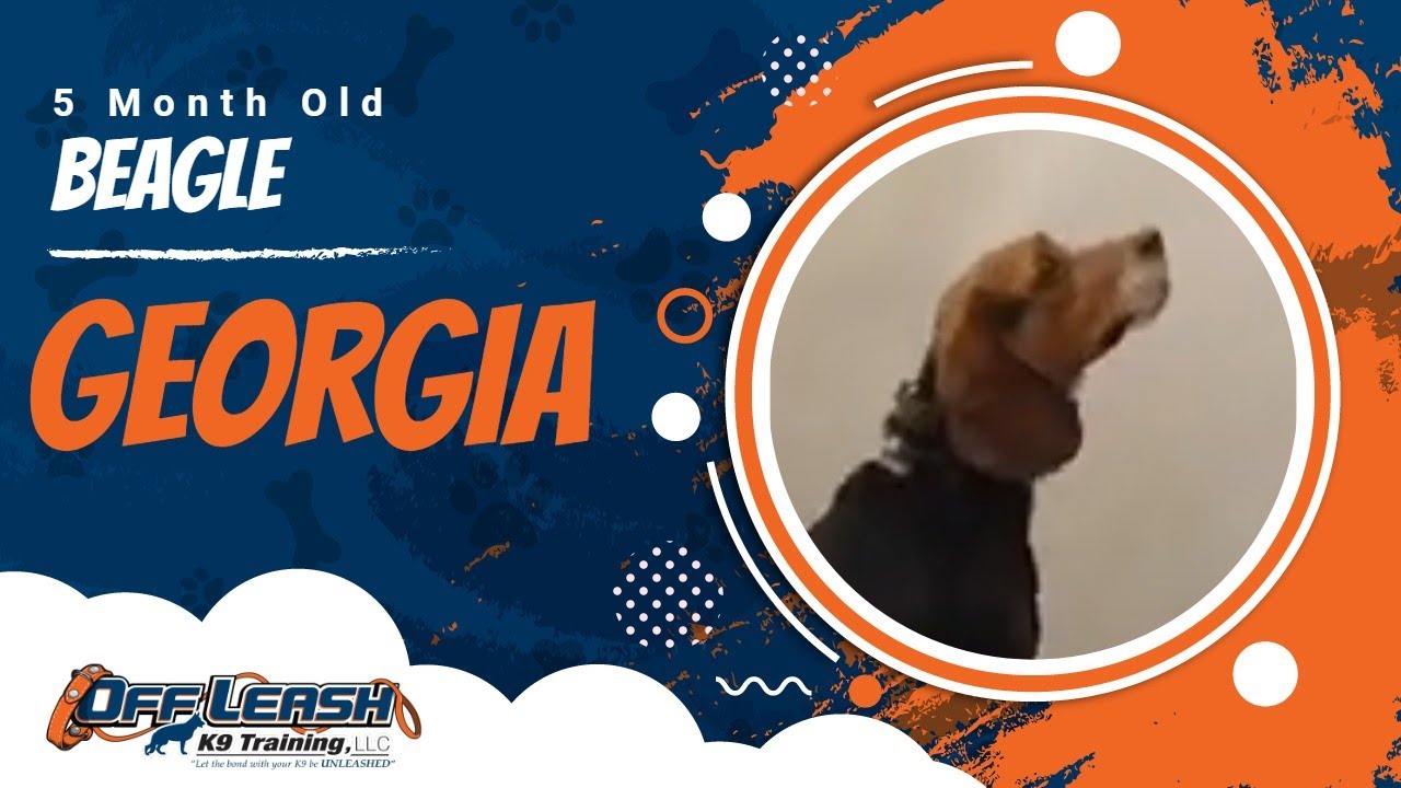 Beagle, 5 M/O, Georgia | Beagle Dog Training | Off Leash K9 - YouTube