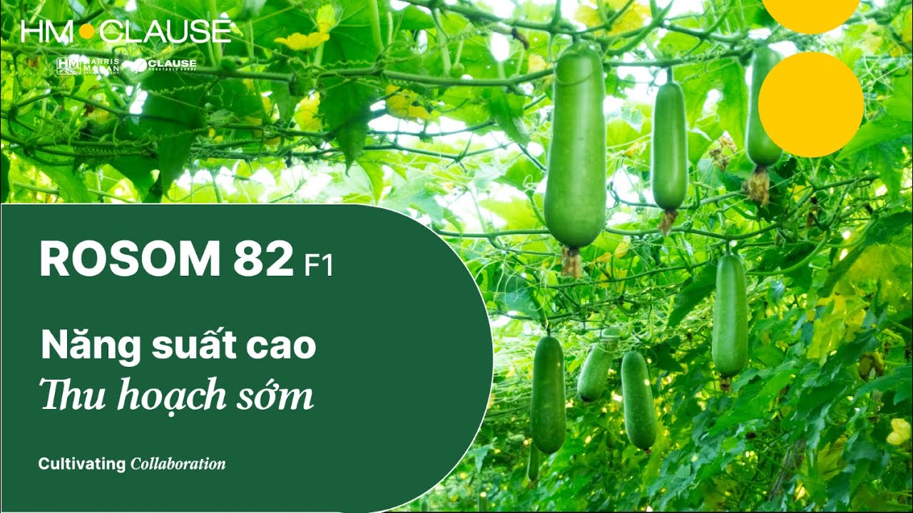 Hạt giống Bí đao ROSOM 82: Năng suất cao, thu hoạch sớm - YouTube