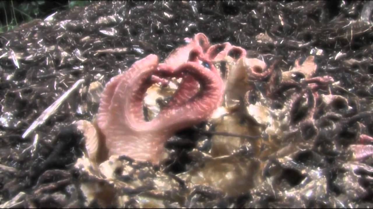 Stinky Squid Alien Fungus Attack - YouTube